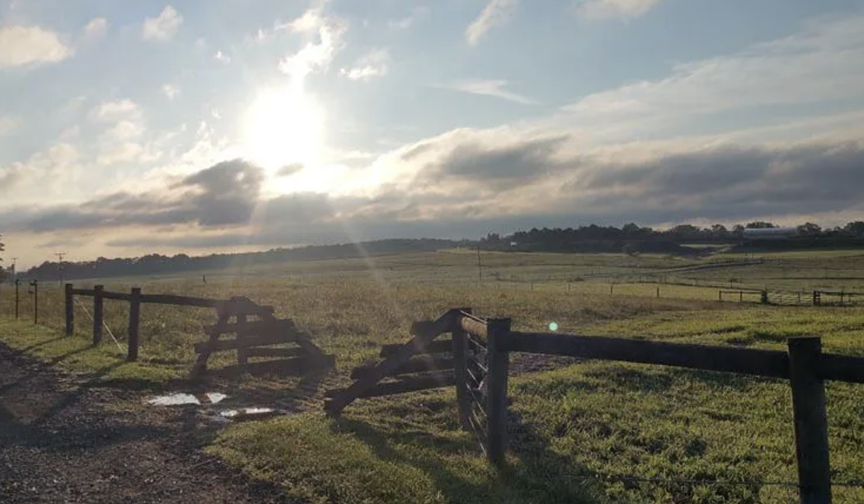 Hay and Pasture Renovation Decisions | Dairy Business News