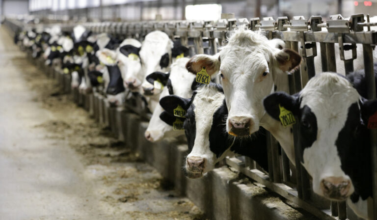 Protect Winter Milk Production with Proactive Lice and Mange Control ...