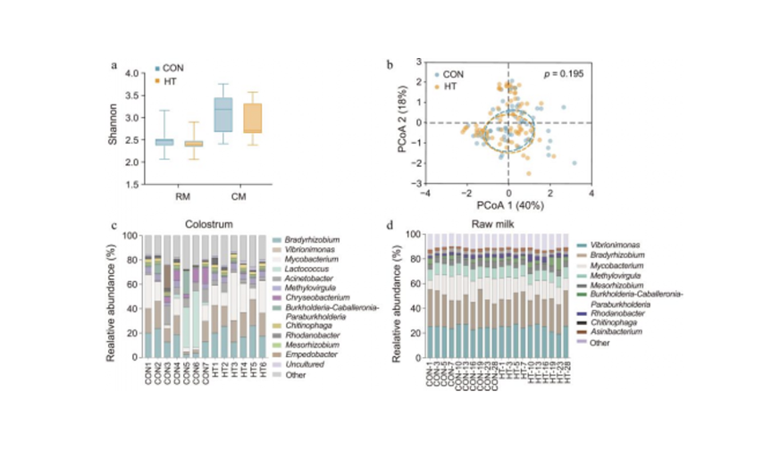 Impact of Pasteurization on Dairy Calves’ Gut Microbiota | Dairy ...