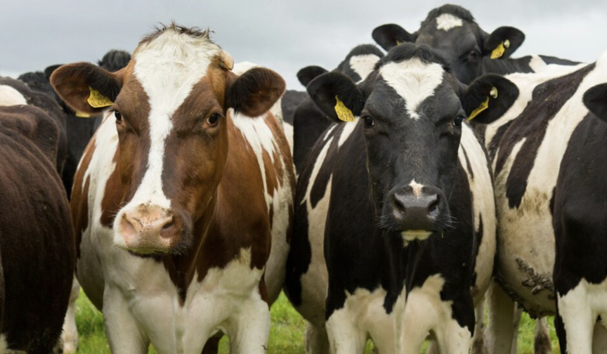 2026 forecast: Beef-on-dairy breeding continues to reshape milk and ...