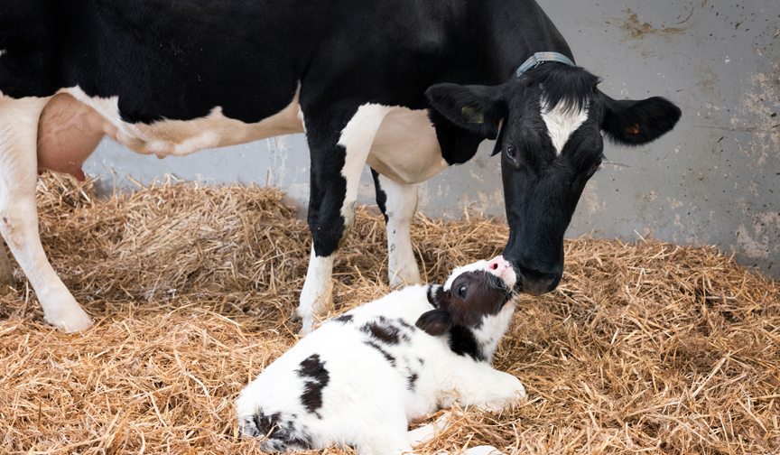 What’s the Best Way to Evaluate a Fresh Cow’s Profit Potential? | Dairy ...