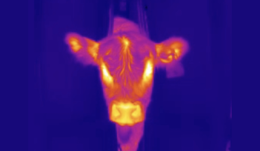 New AI Tool Can Take Cattle’s Temperature With Only a Photo | Dairy ...