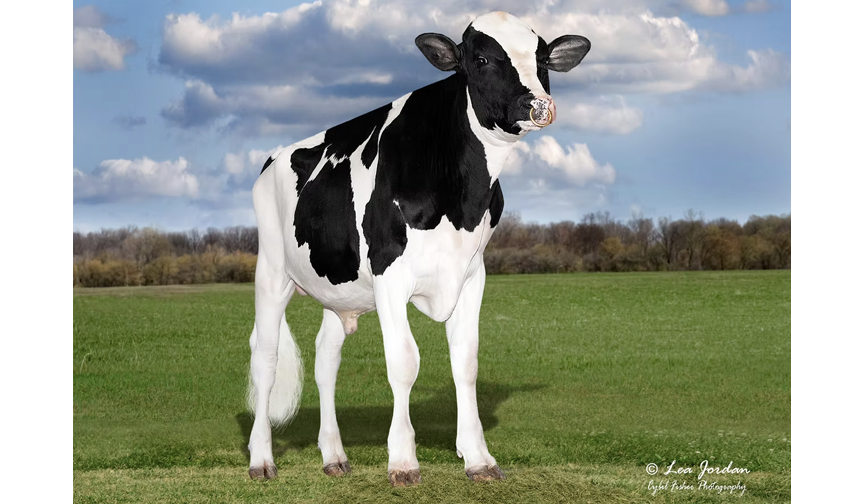 Showbox Sires Newest Release Bull 744HO18211 Mr Hulu Dagger-ET | Dairy ...