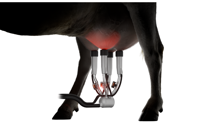CowManager Unveils Milk Sensor Innovation | Dairy Business News