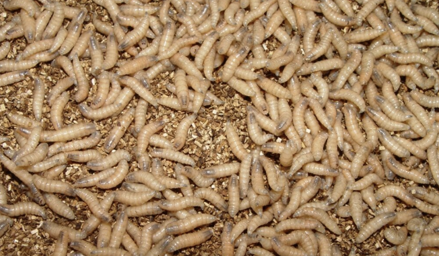 New World screwworm confirmed in dog in New Mexico as Texas reports 3 ...